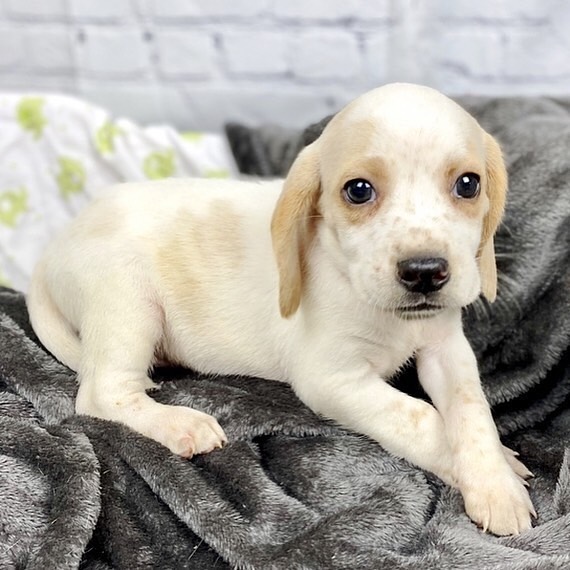 Lemon Beagle Puppy For Sale/lemon Beagles Puppies For Sale