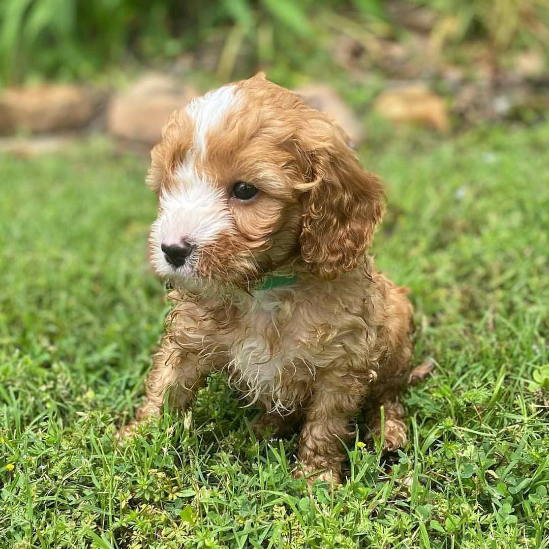 Cavapoos For Sale Indiana/cavapoo Puppies Indiana