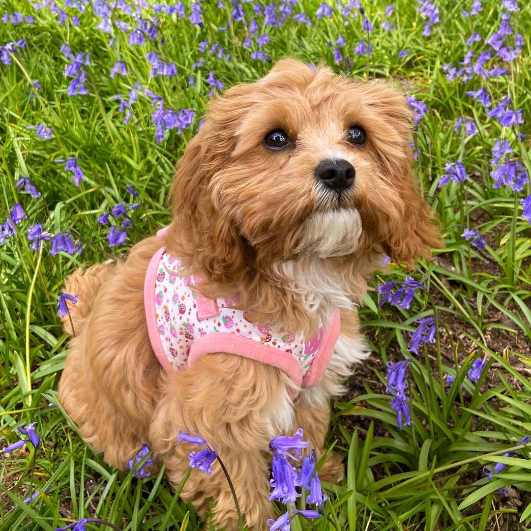 Cavapoo Puppies For Sale Maryland/cavapoo Near Me