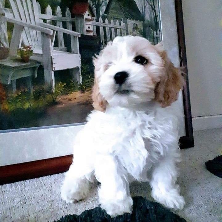 Cavapoos For Sale In Florida/cavapoo Puppies Florida