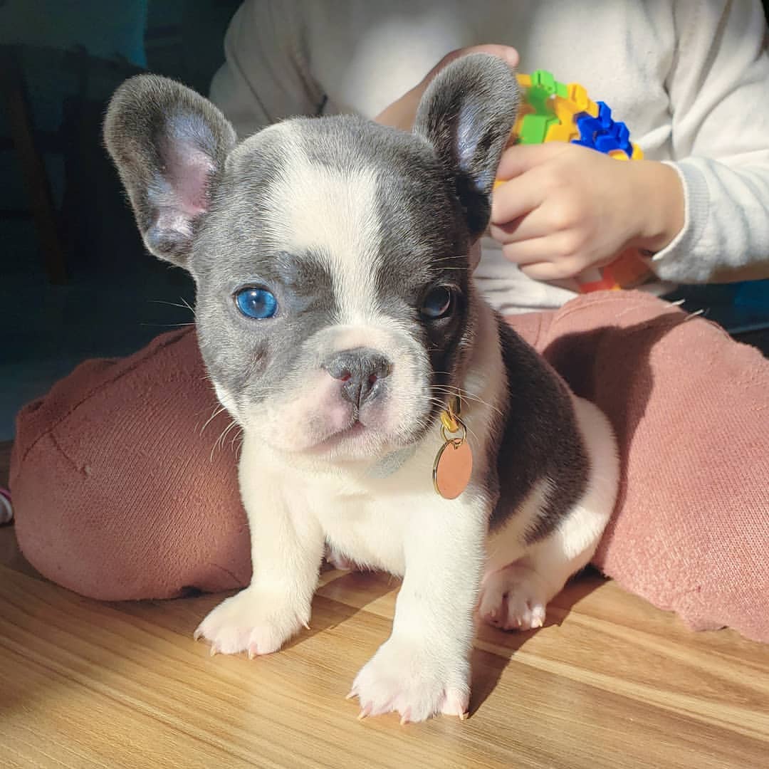 Cute French Bulldog/french Bulldog Puppies Near Me
