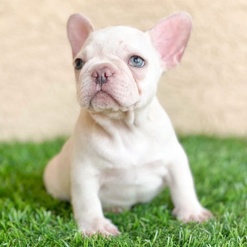 Full Grown Micro French Bulldog/micro Mini French Bulldog
